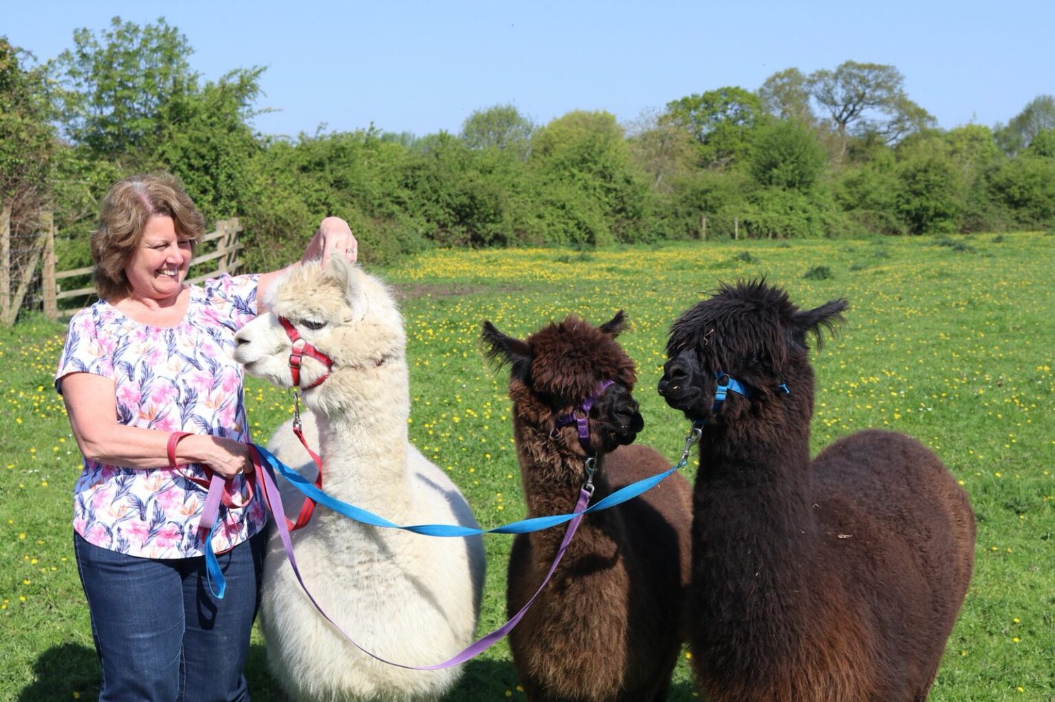Can You Walk an Alpaca? – Our Back Garden, Westbourne, West Sussex.