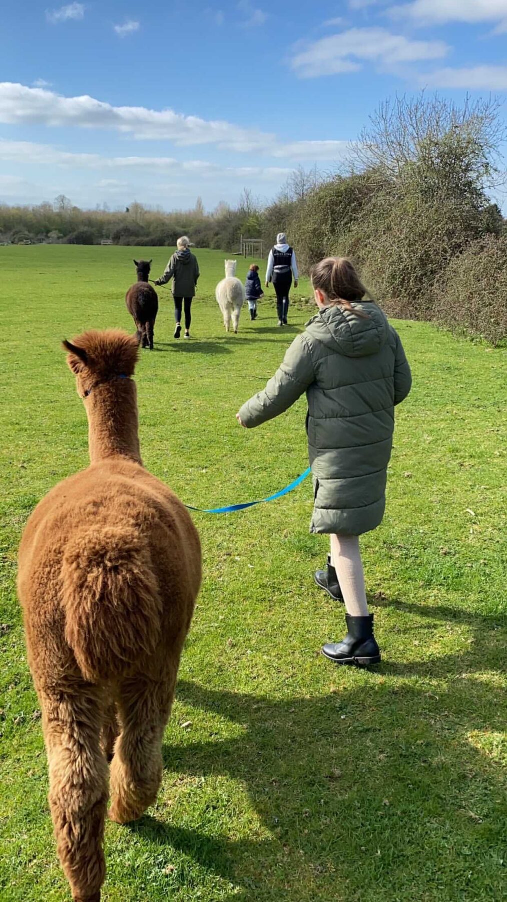 Alpaca Walking – Our Back Garden
