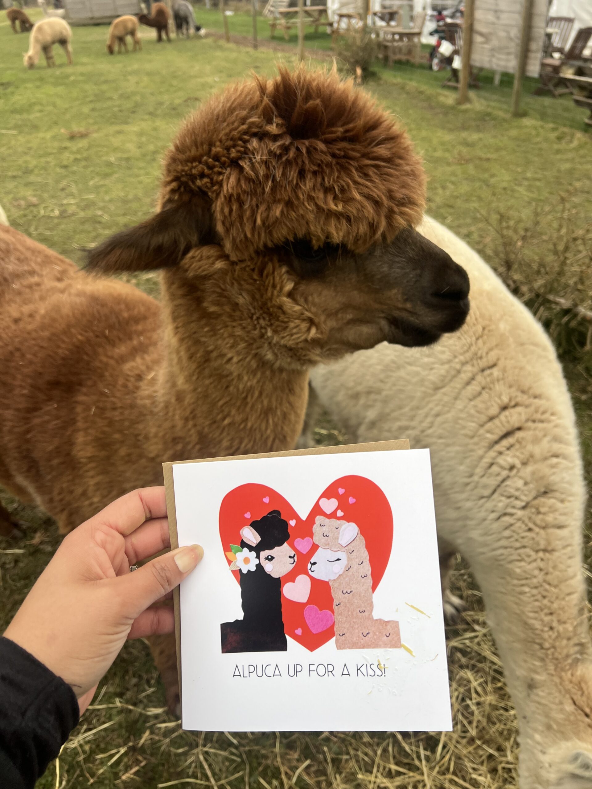 Valentines Day Alpaca Card – Our Back Garden